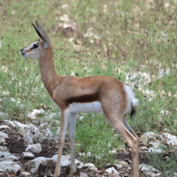 Antelope | Project Noah