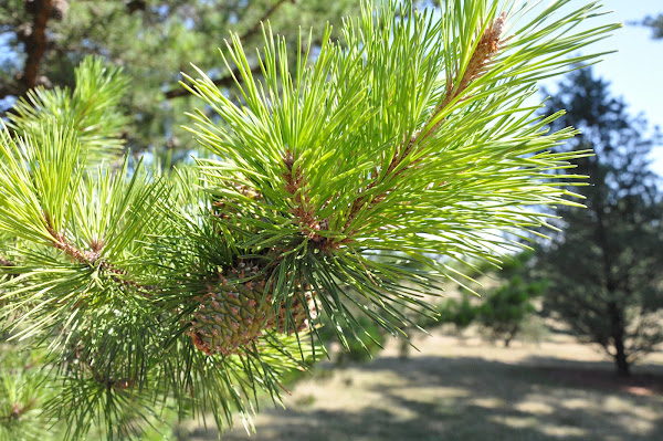 Table Mountain Pine | Project Noah