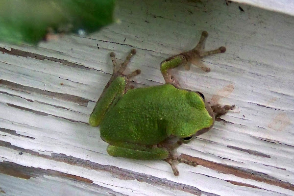 Cope's Grey Treefrog | Project Noah