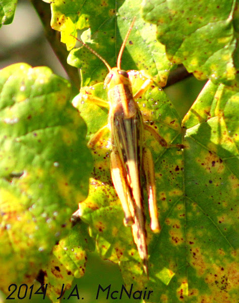 Red-legged Grasshopper | Project Noah