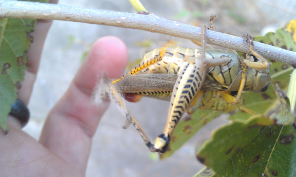 Differential grasshoppers (mating) | Project Noah