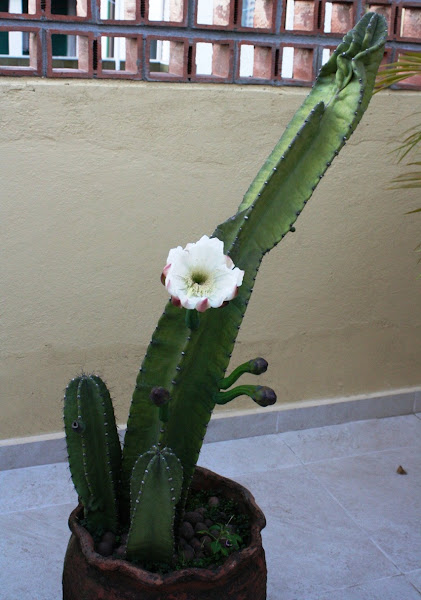 Cactus Cereus | Project Noah