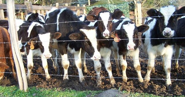 Bottle Feeding Baby Calves: Feeding Baby Calves Bottle Feeding Baby Calves: Feeding Baby Calves