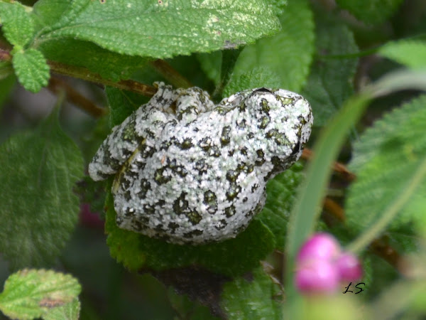 Canyon Treefrog | Project Noah