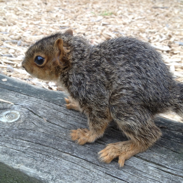 Eastern Fox Squirrel | Project Noah