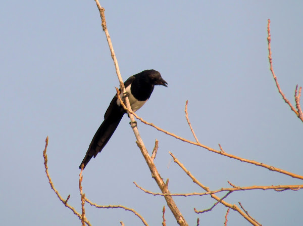 Black-billed Magpie | Project Noah