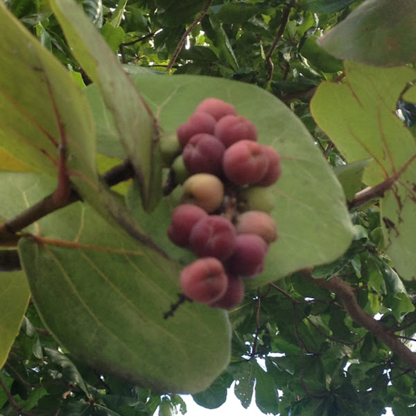 Sea grapes | Project Noah