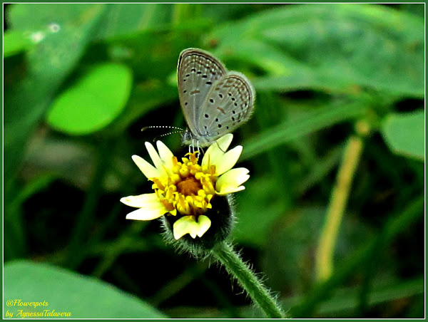 Tiny Grass Blue Butterfly | Project Noah