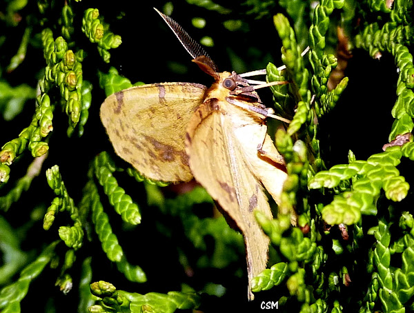False Crocus/Crocus Geometer Moth | Project Noah