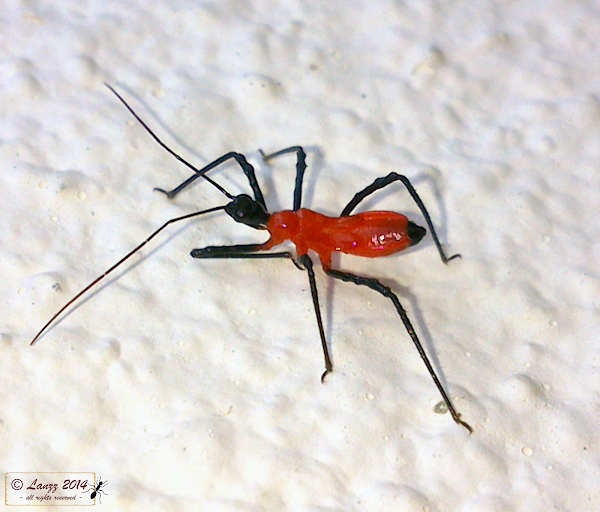 Assassin Bug - Nymph | Project Noah