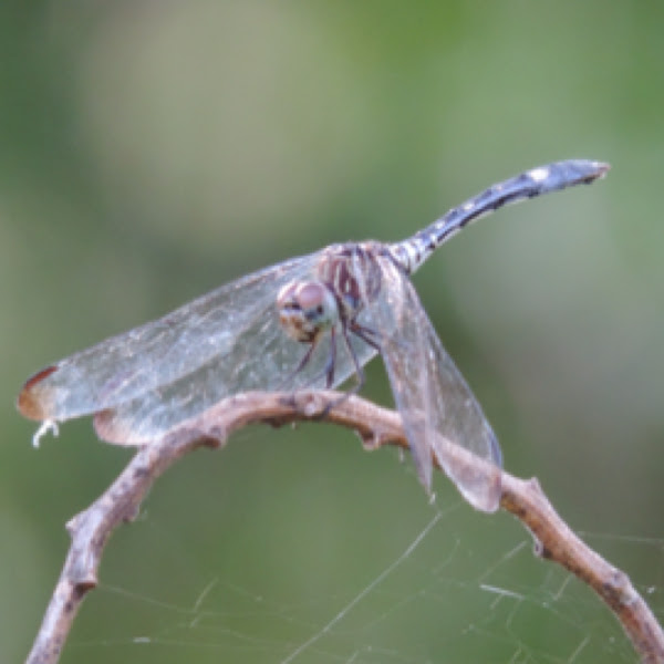 Swift Setwing | Project Noah