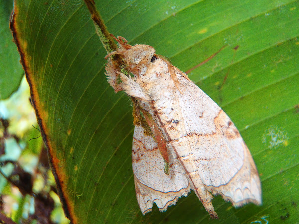 Unknown Moth | Project Noah