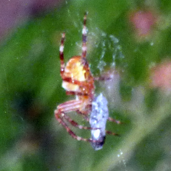 Cross Orb Weaver | Project Noah