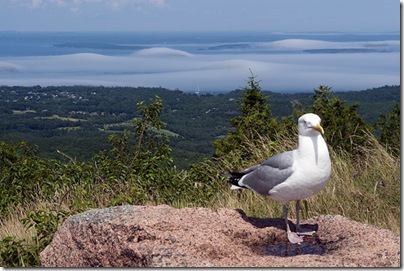 Animals in Acadia National Park | Surging Waves
