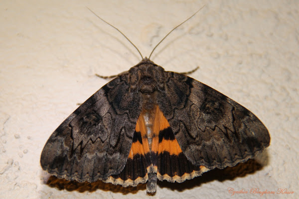 Penitent Underwing | Project Noah