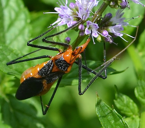 Milkweed Assassin Bug | Project Noah