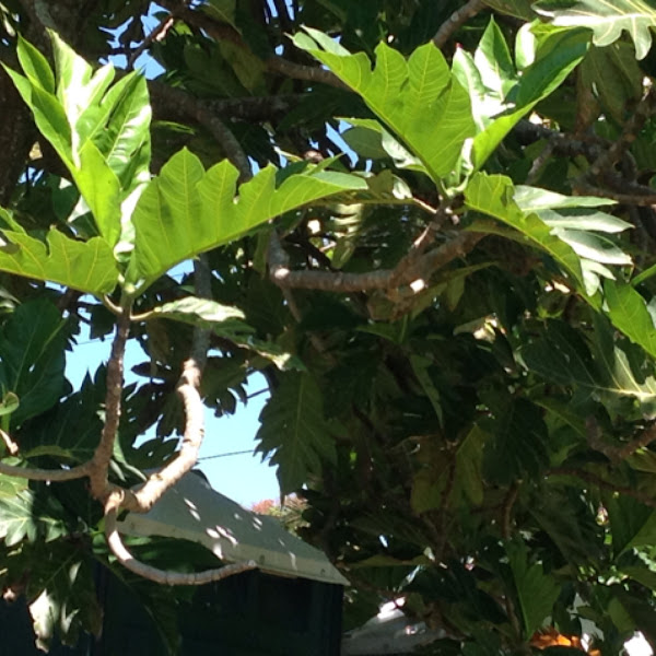 'Ulu, breadfruit | Project Noah