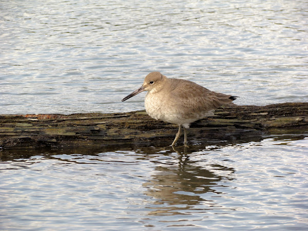Willet (breeding) | Project Noah