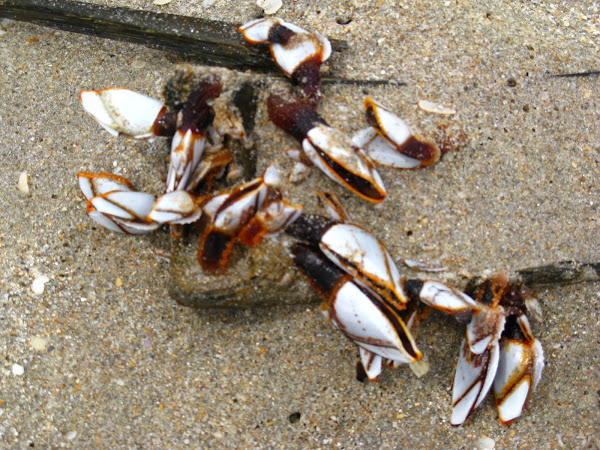 Goose Barnacles | Project Noah