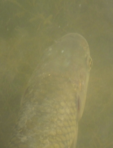 Common Carp / Karpfen | Project Noah