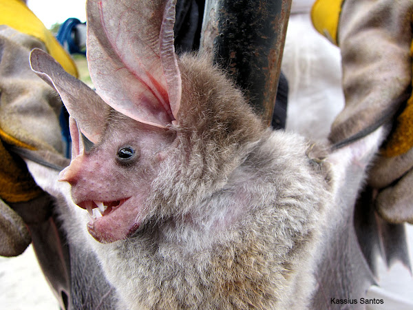 Big Eared Woolly Bat | Project Noah