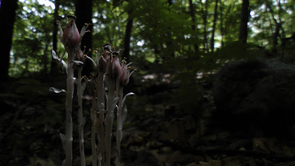 Ghost Plant (red form) | Project Noah