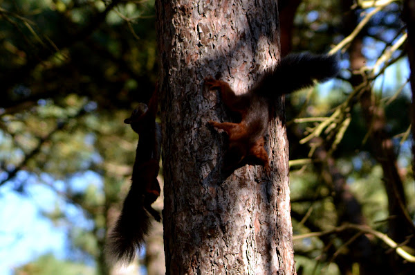 Red Squirrel | Project Noah