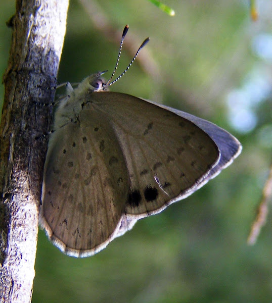 Small Dusky Blue Butterfly | Project Noah