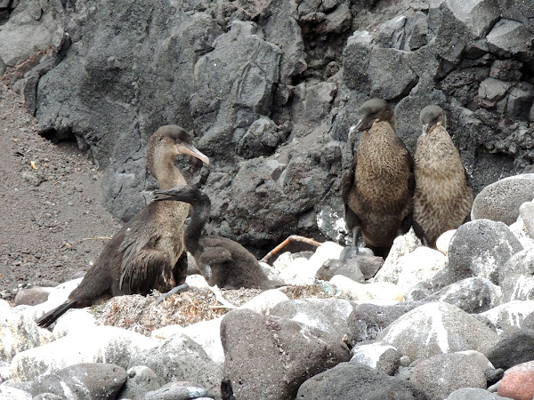 Flightless cormorant | Project Noah