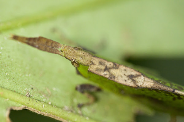 Leaf Mimic Grasshopper | Project Noah