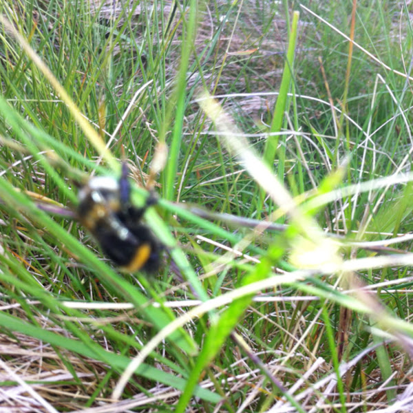 Buff-tailed Bumblebee | Project Noah