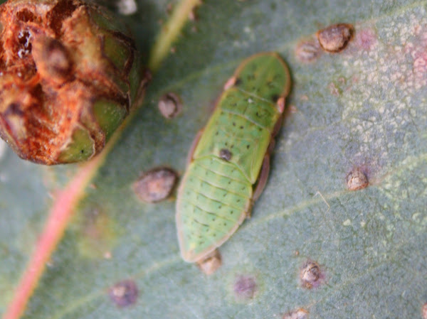 Green Flat-headed Leafhopper | Project Noah