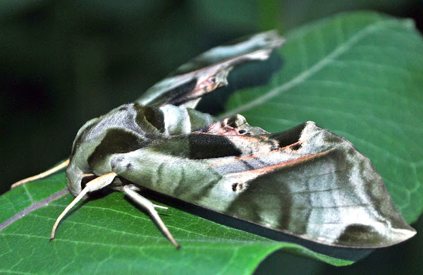 Pandora Sphinx Moth | Project Noah
