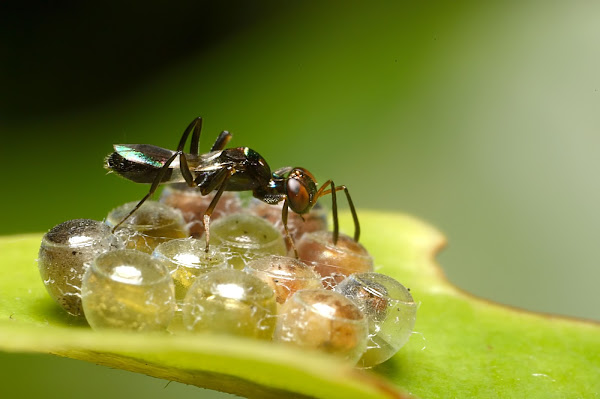 Egg Parasitoid wasp | Project Noah