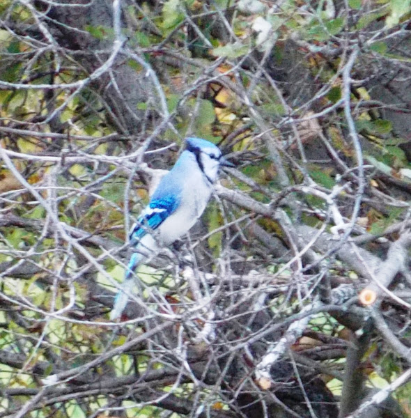 Blue Jay | Project Noah