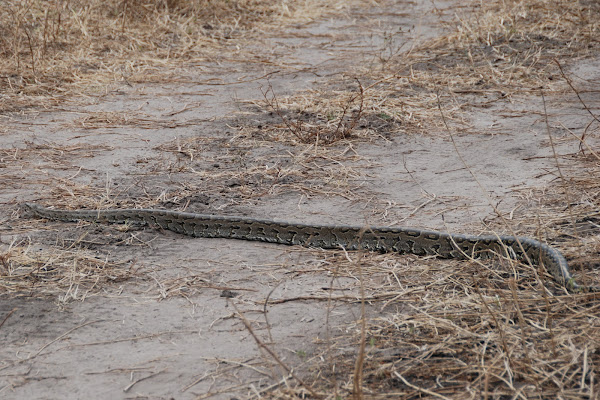 African Rock Python | Project Noah