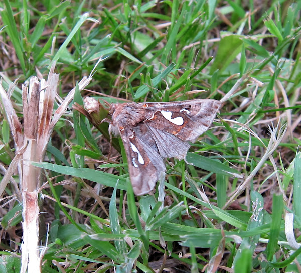 Bilobed looper | Project Noah