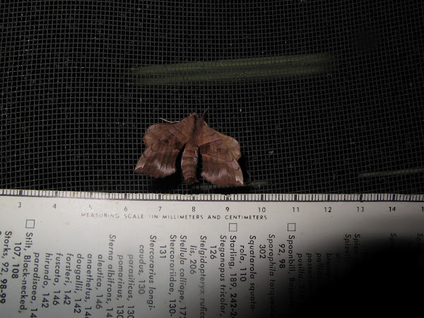 Walnut Sphinx | Project Noah