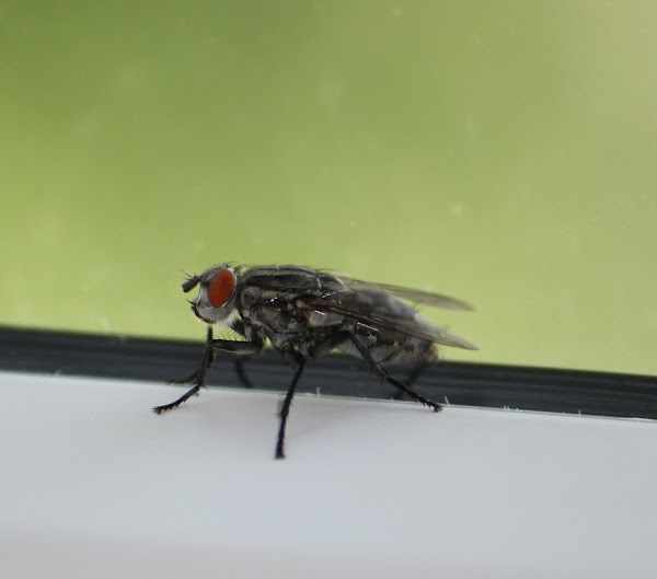 Flesh-fly | Project Noah