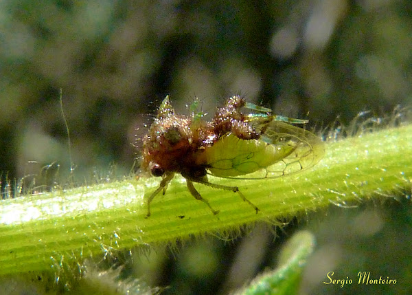 Treehopper | Project Noah