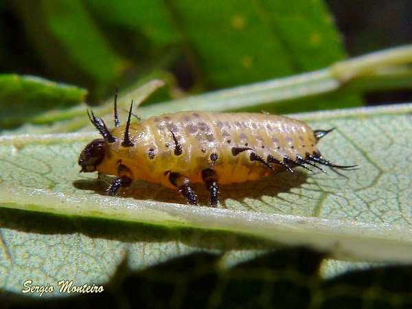 Tortoise beetle larva | Project Noah