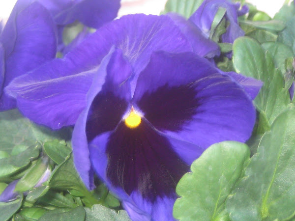 Pansy | Project Noah