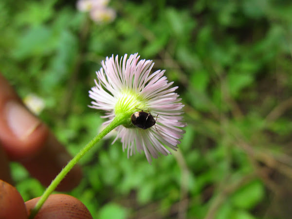 Burrowing Bug | Project Noah
