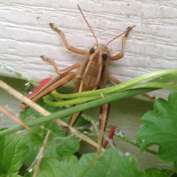 Grasshopper | Project Noah