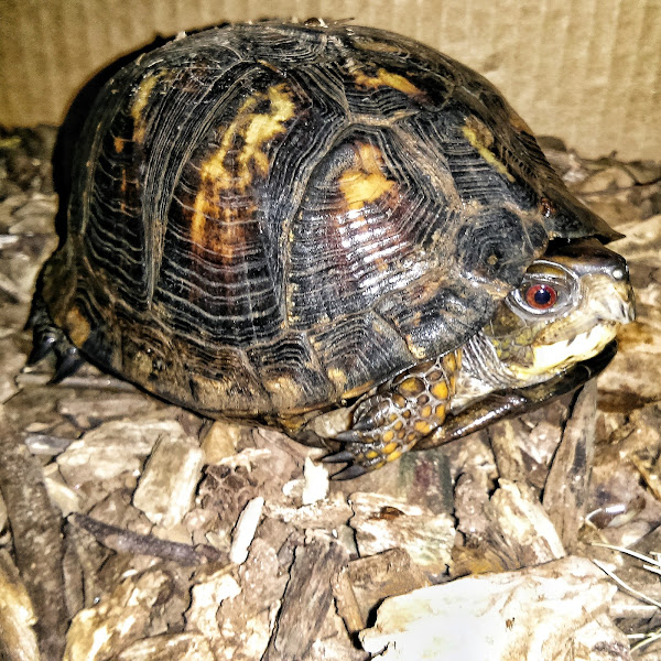 Eastern Box Turtle | Project Noah