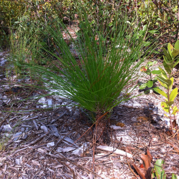 Longleaf Pine | Project Noah