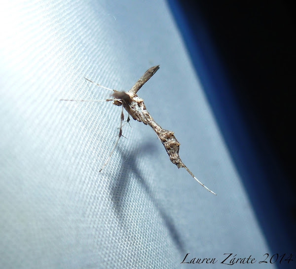 Plume Moth | Project Noah