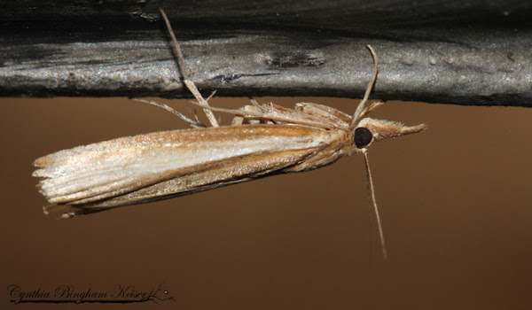 Grass-veneer Moth | Project Noah