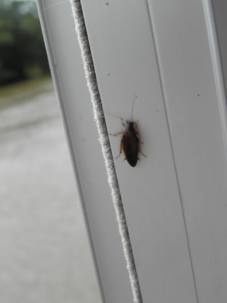 roach | Project Noah