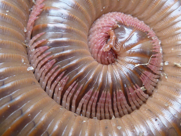 Rusty Millipede | Project Noah